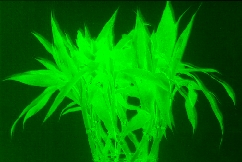 Changing color and contrast